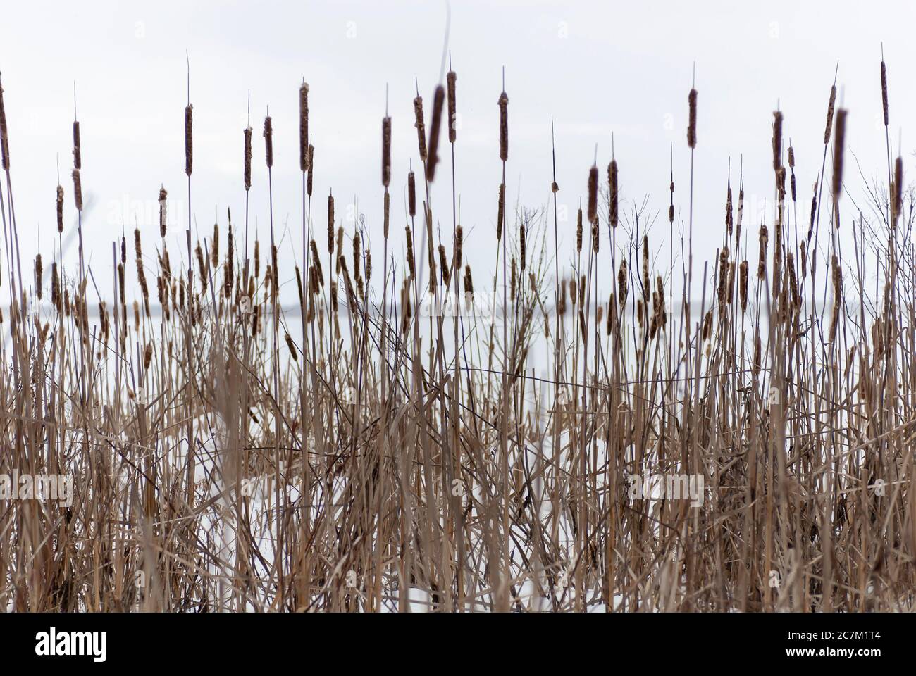 Dry common cattail plant during winter with a blurred background Stock ...