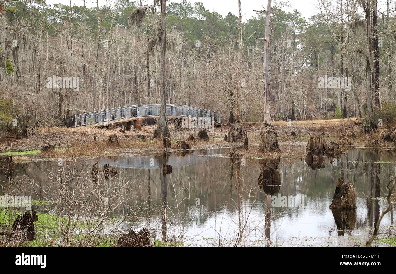 Lake Charles, Louisiana - February 2018: Trees reflect in the swamp at ...