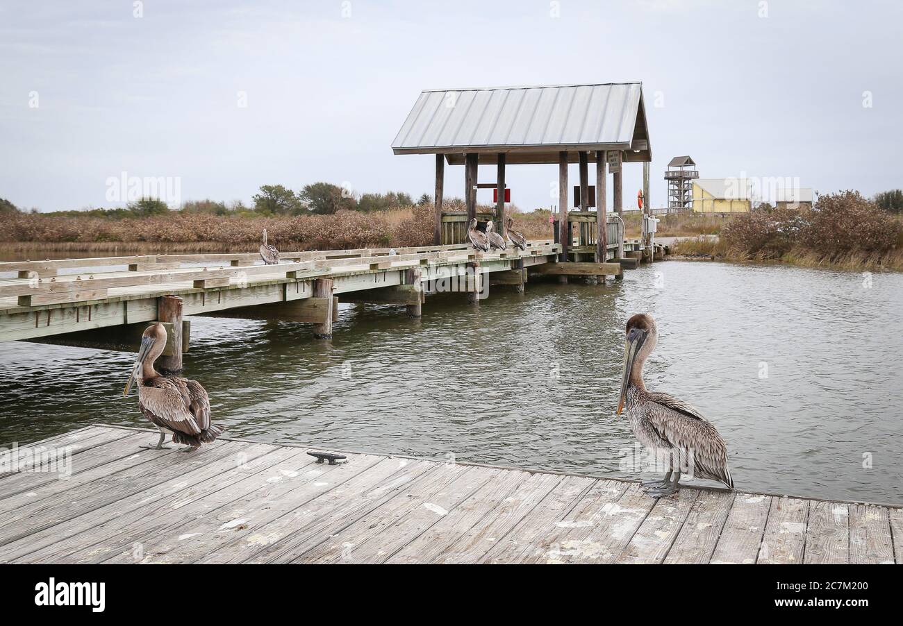 Grand Isle, Louisiana - February 2018: Brown pelicans stand on the ...