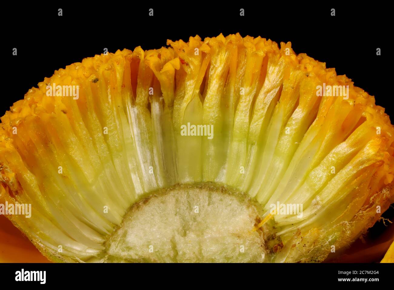 Receptacle Of Inflorescence High Resolution Stock Photography and ...