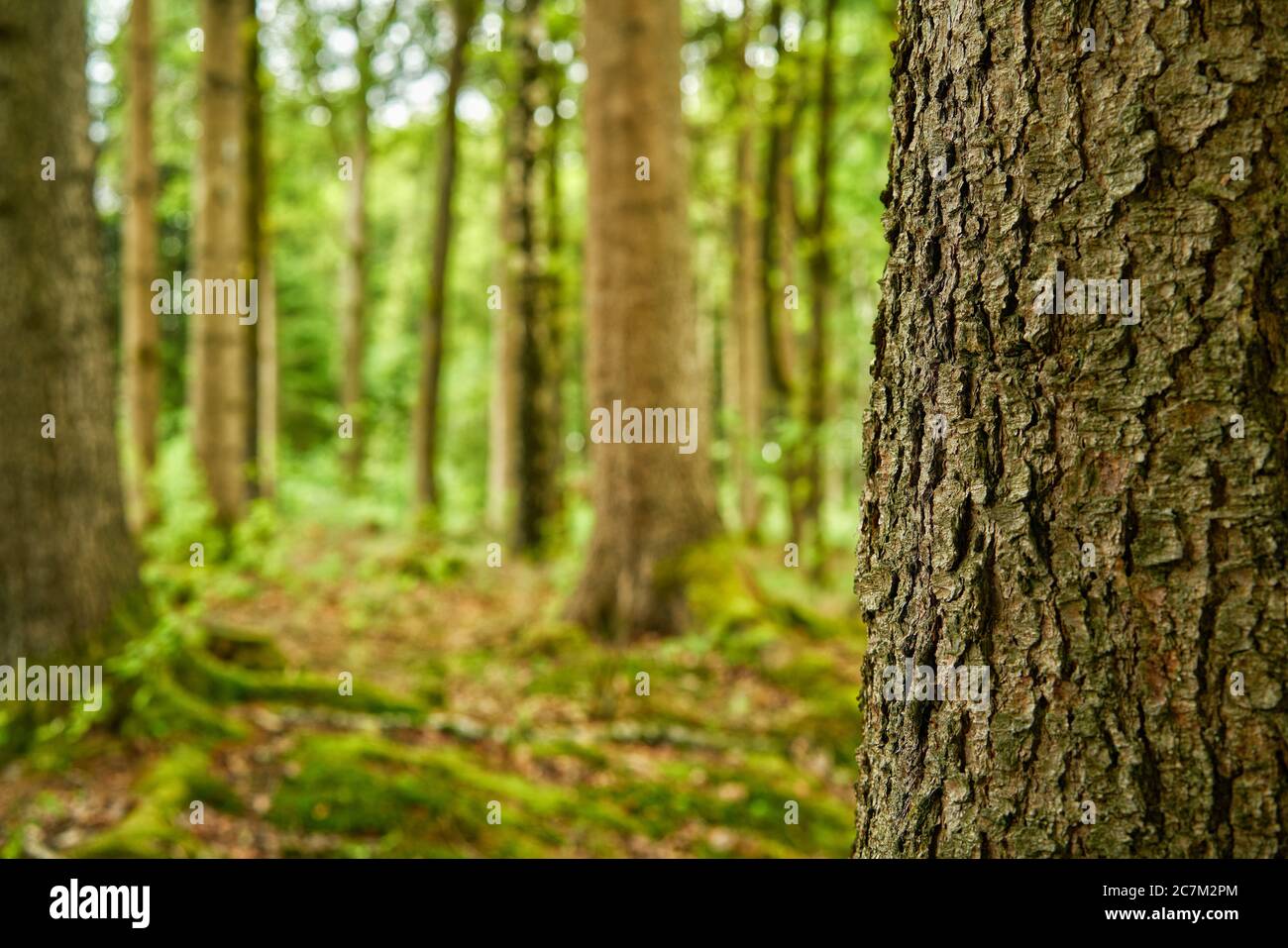 A little path between the trees in a small forest, Austria Stock Photo ...