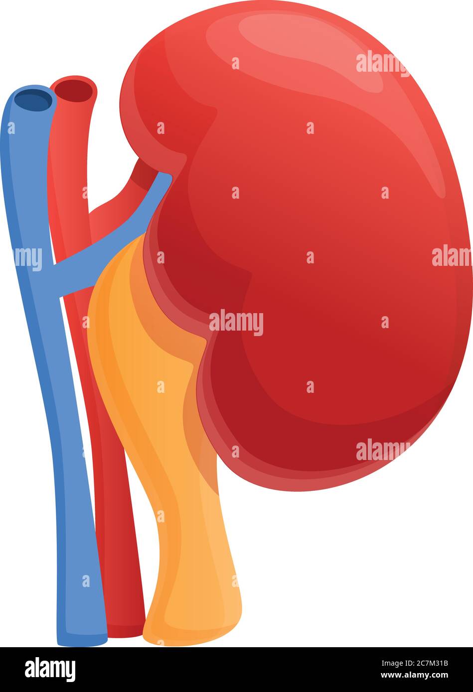 Urinary kidney icon. Cartoon of urinary kidney vector icon for web ...