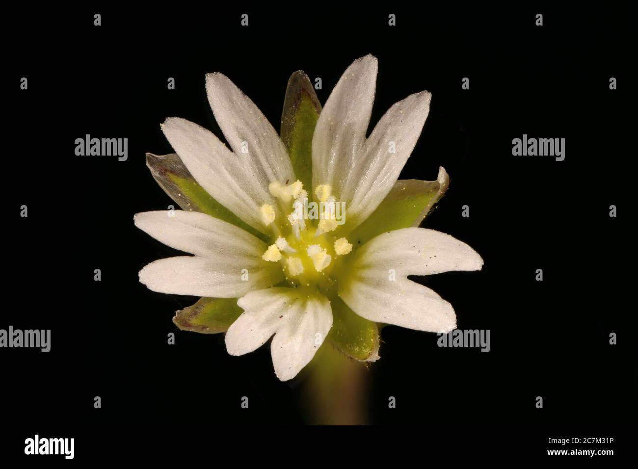 Common Mouse-Ear (Cerastium fontanum). Flower Closeup Stock Photo - Alamy