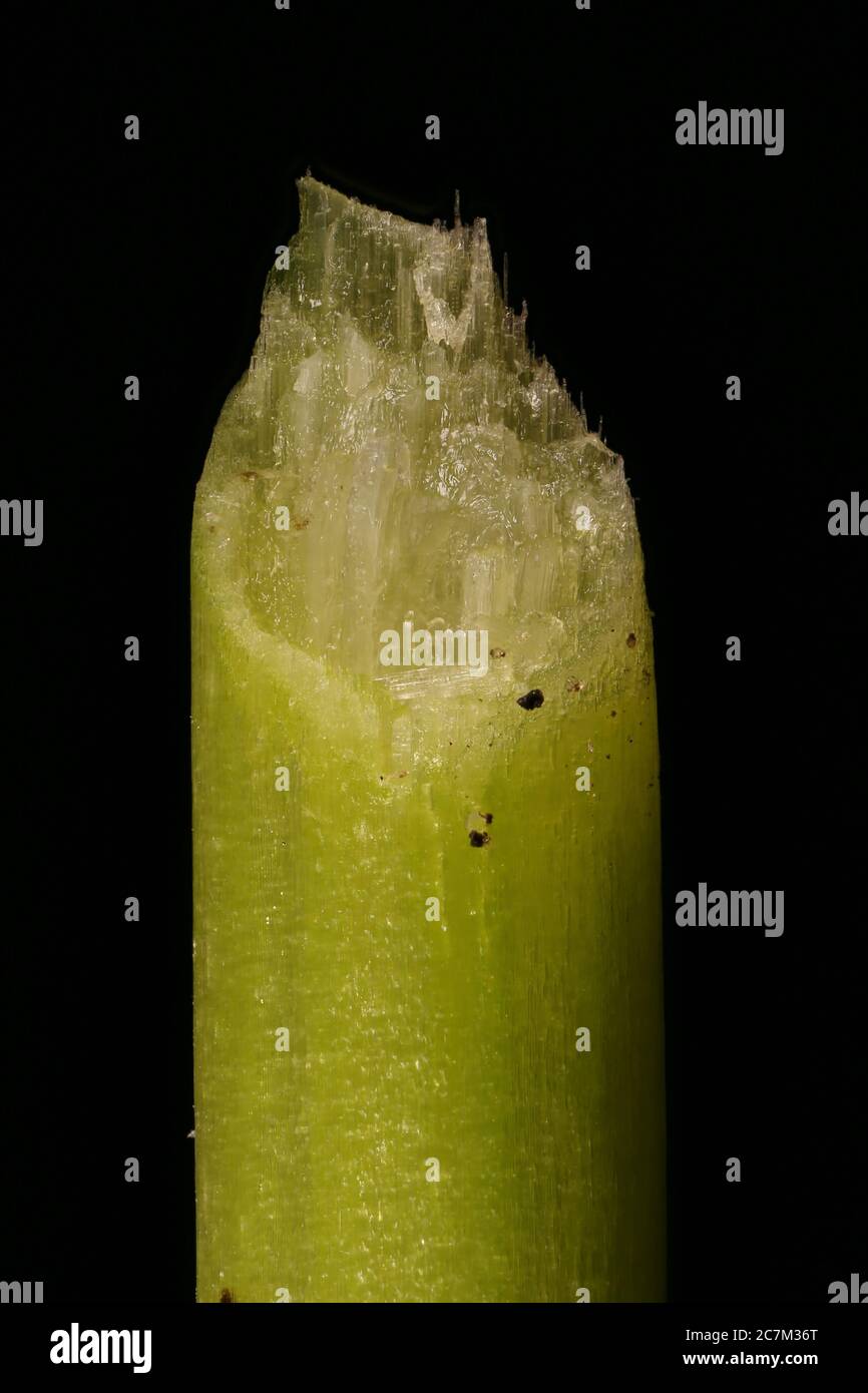 Stem cross section hi-res stock photography and images - Alamy