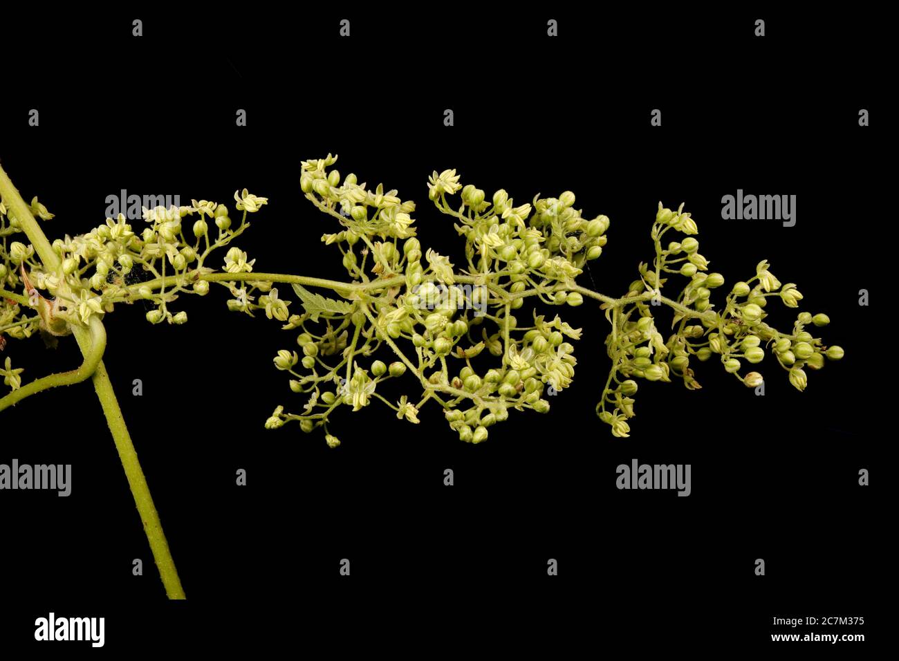 Humulus Lupulus Male High Resolution Stock Photography and Images - Alamy