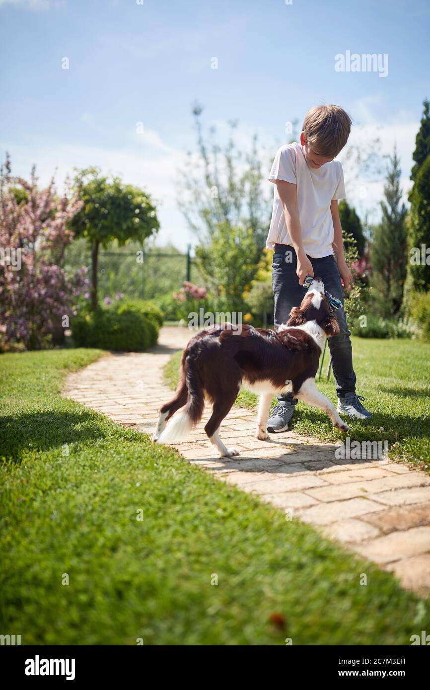 Happy boy is having fun with his dog - Child playing with cute dog in ...