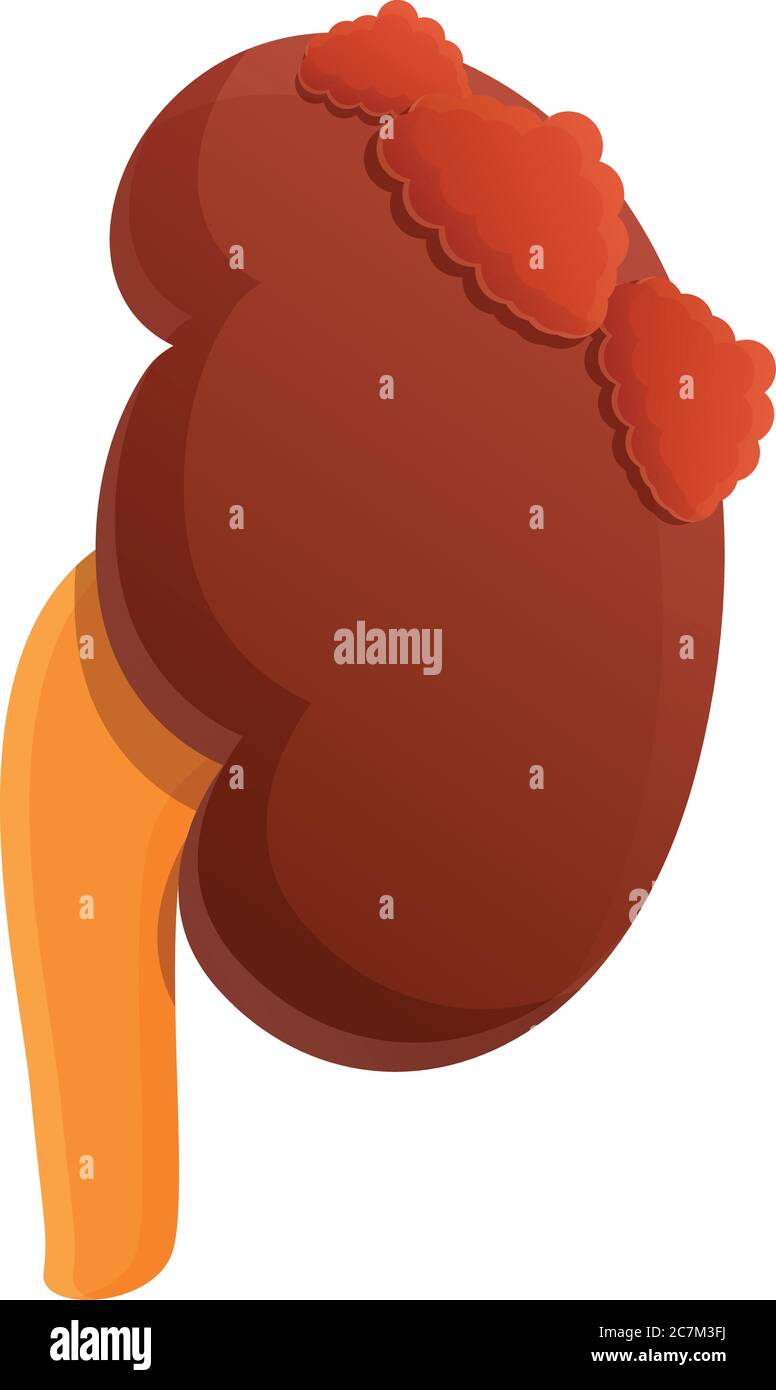 Anatomy kidney icon. Cartoon of anatomy kidney vector icon for web ...