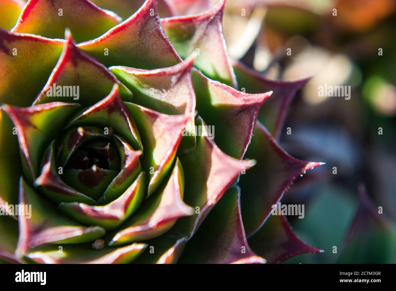 Houseleek flower hi-res stock photography and images - Alamy