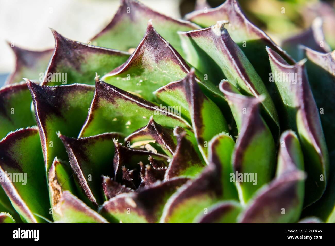 Houseleek flower hi-res stock photography and images - Alamy