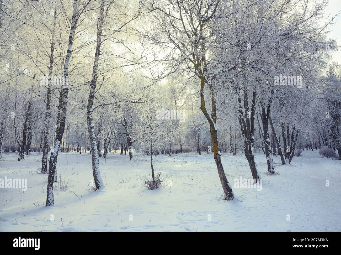 Hdr woods trees sun sky hi-res stock photography and images - Alamy