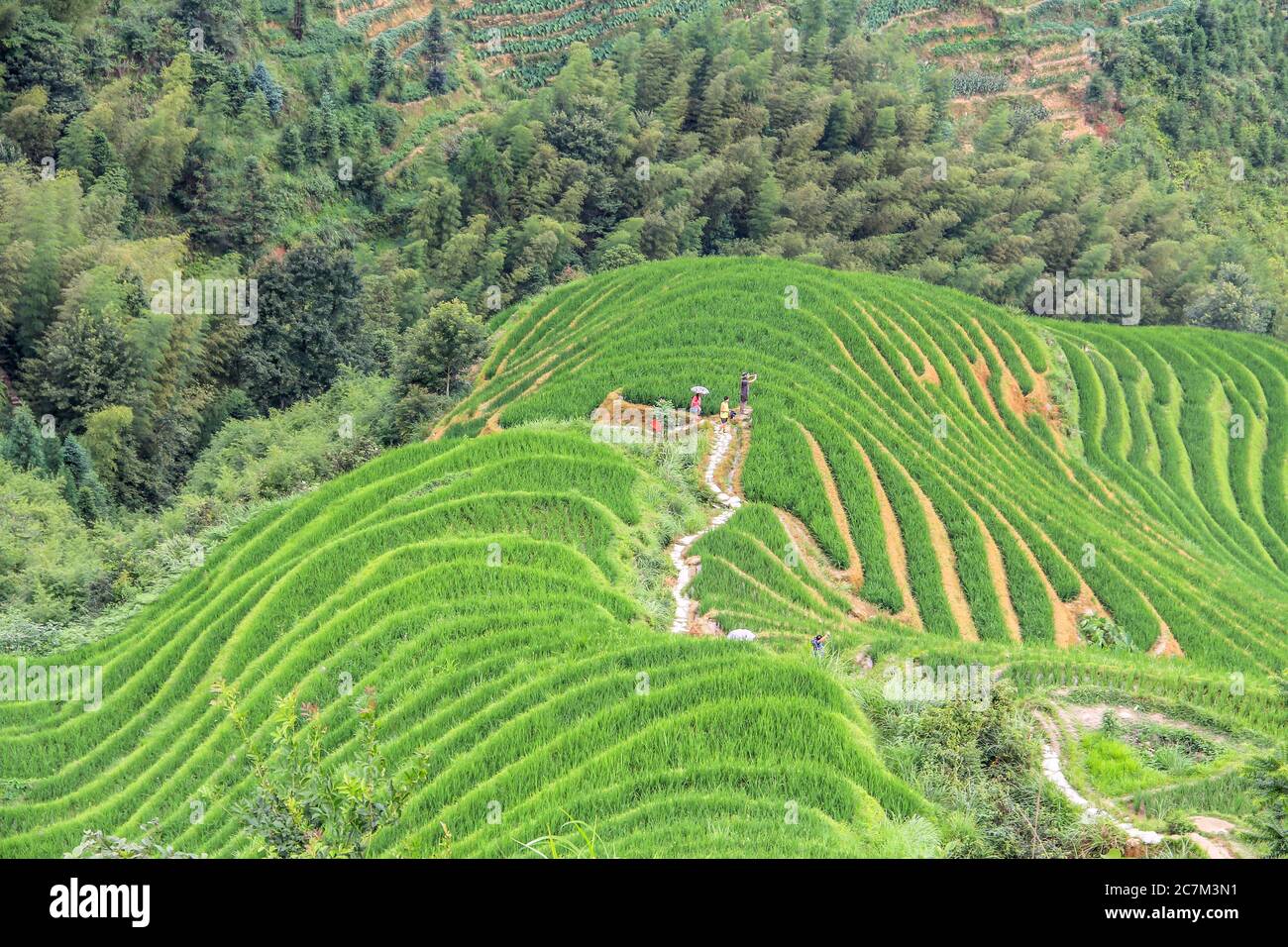 terrance paddy rice field, Longji, Guangxi, China Stock Photo - Alamy