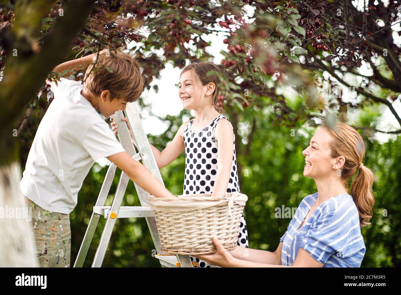 Smiling little children picks a cherry from a tree in cherry garden ...