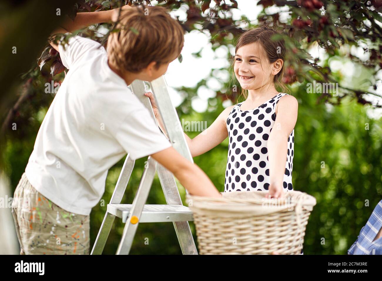 Kids picking cherries.Smiling little children picks a cherry from a ...