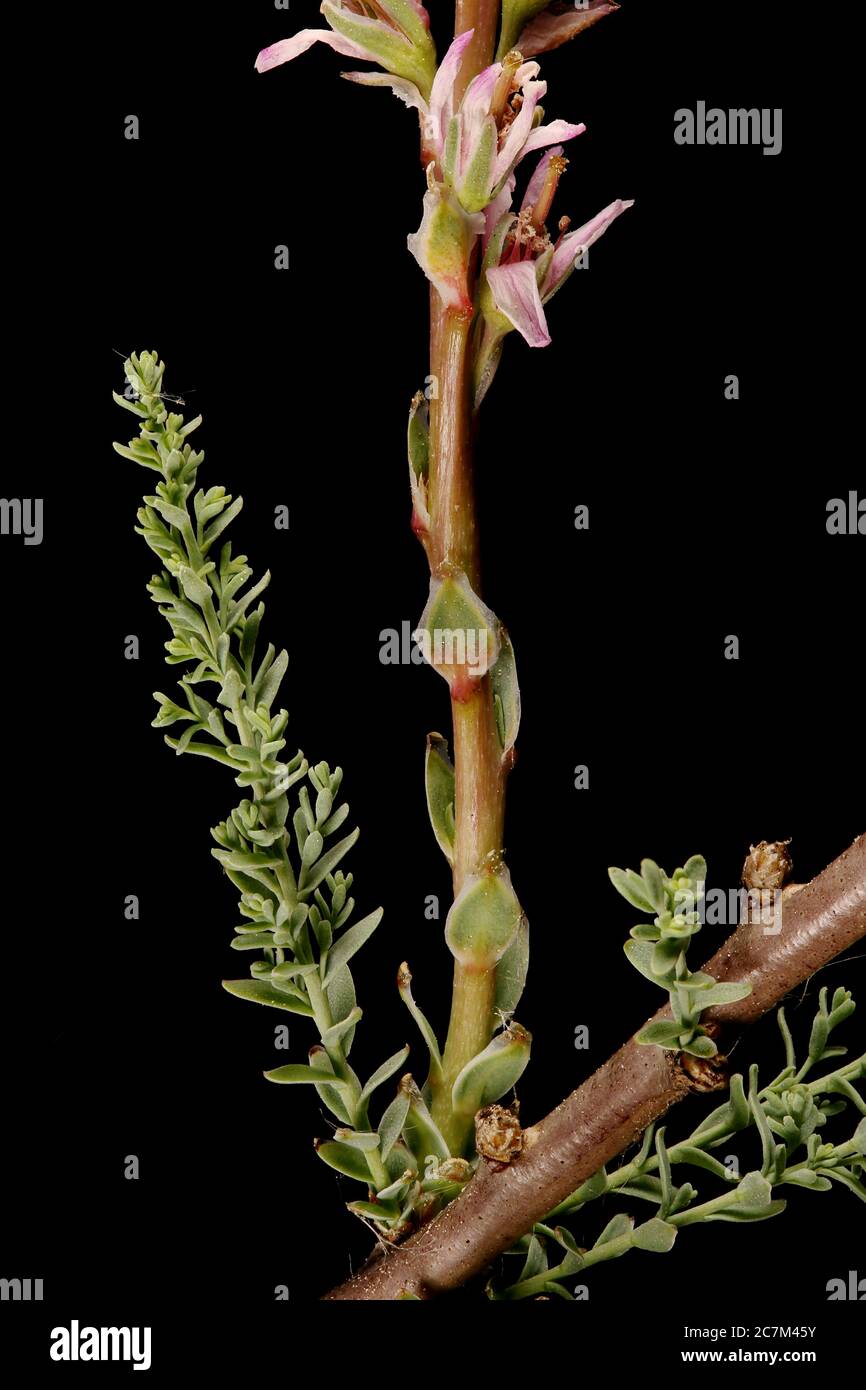 Myricaria germanica hi-res stock photography and images - Alamy