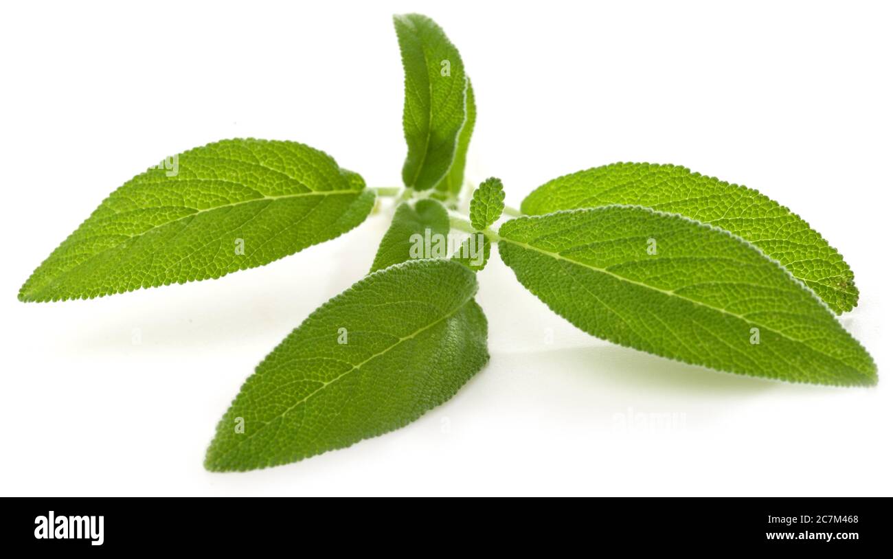 Fresh sage isolated on white background Stock Photo - Alamy