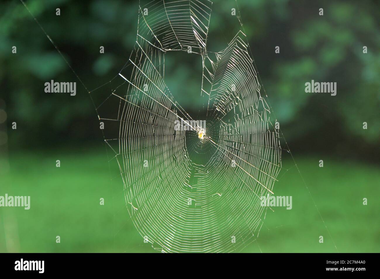 Selective focus shot cobweb hi-res stock photography and images - Alamy