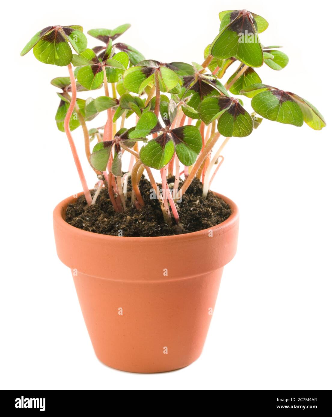 Four-leave clover in planting pot isolated against white Stock Photo ...