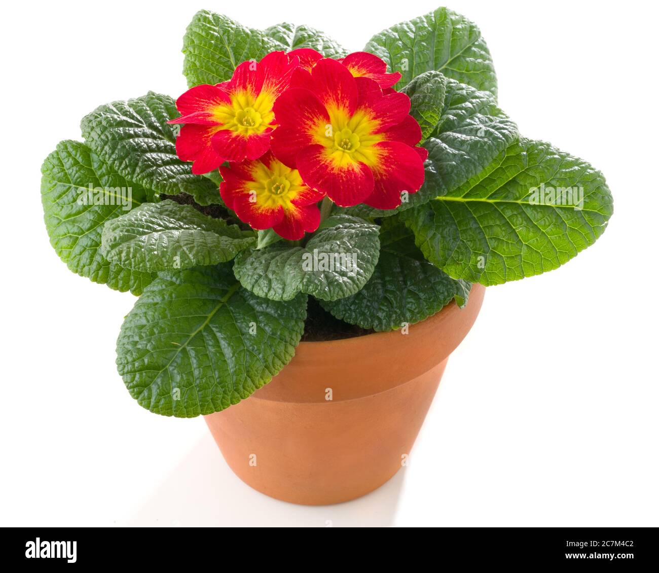 Red primrose in pot isolated against white Stock Photo - Alamy