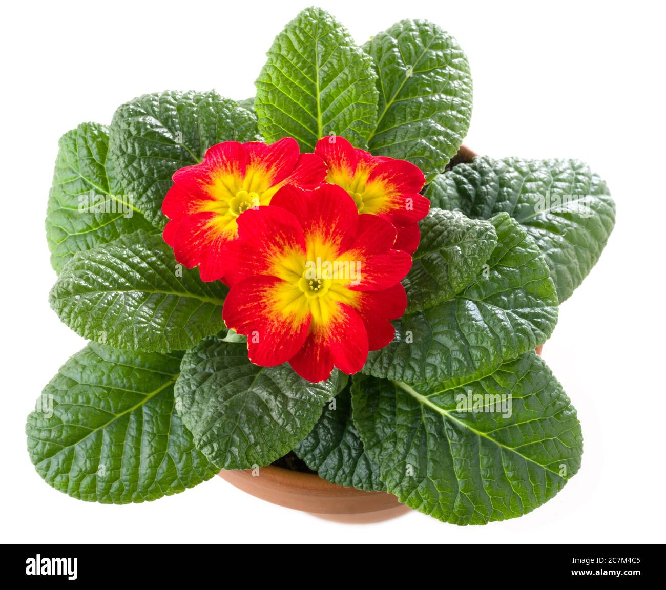 Red primrose isolated against white background Stock Photo - Alamy