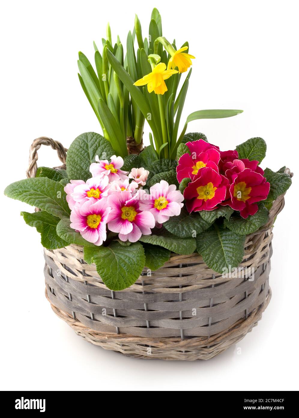 Spring flowers in planting bowl isolated against white background Stock ...