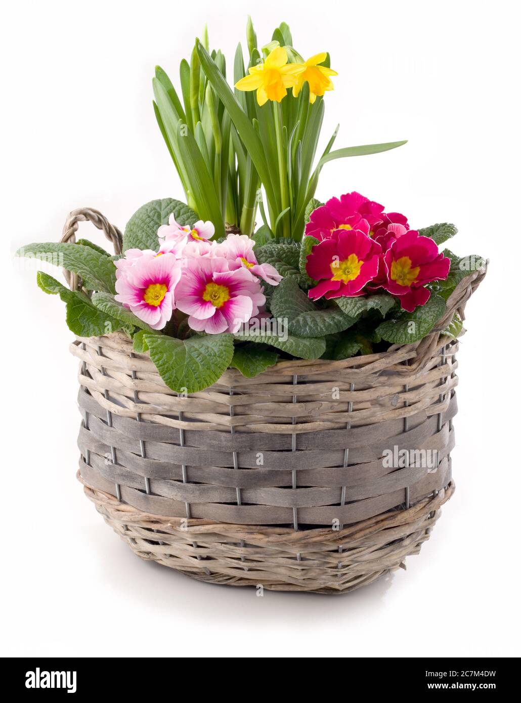Spring flowers in planting pot isolated against white background Stock ...