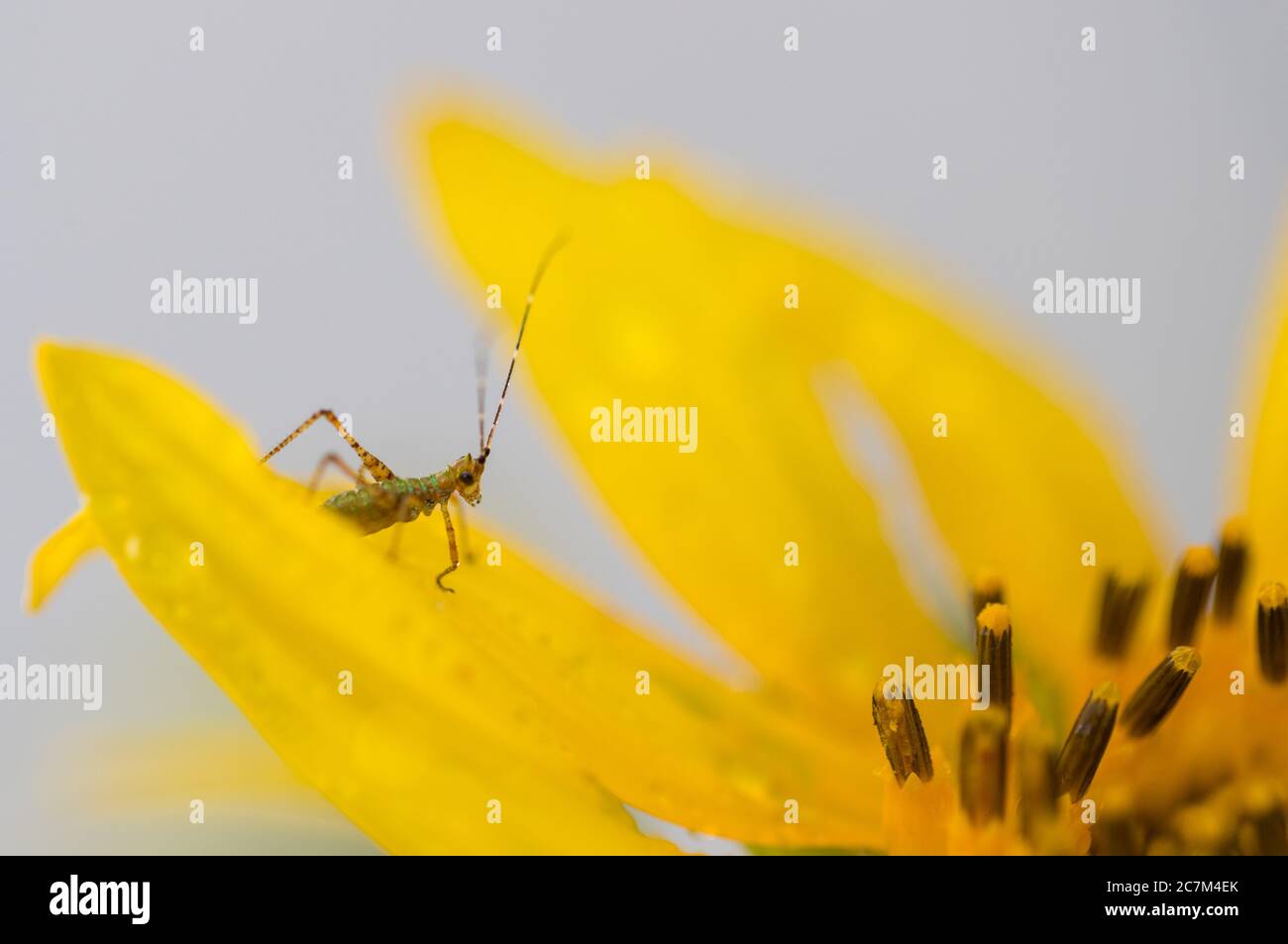 Daisy flower with a bug - Image Stock Photo - Alamy