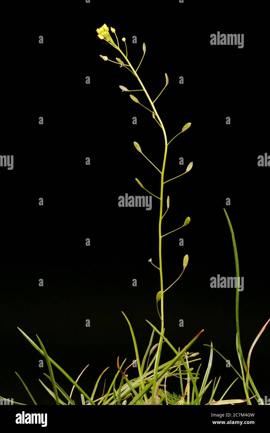 Wood whitlowgrass hi-res stock photography and images - Alamy