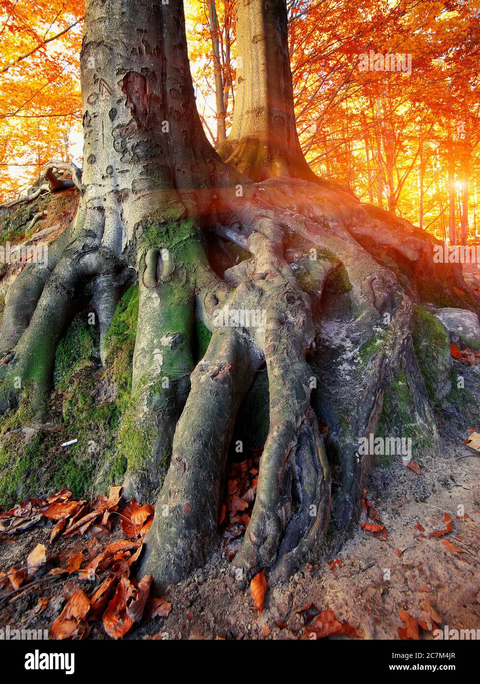 massive tree roots in autumnal forest. Fallen leaves. Sunset time Stock ...