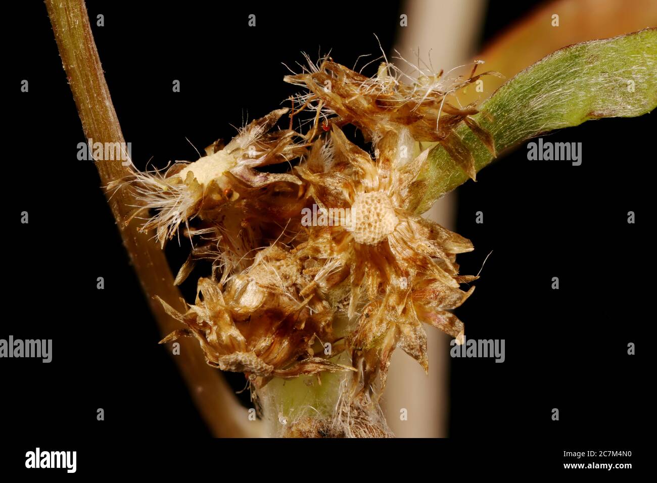 Gnaphalium uliginosum botanical illustration hi-res stock photography ...