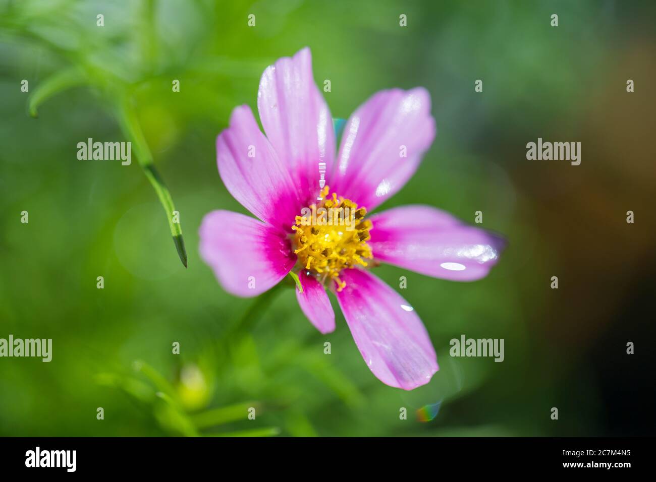 Beautiful cosmos flower sunrise hi-res stock photography and images - Alamy