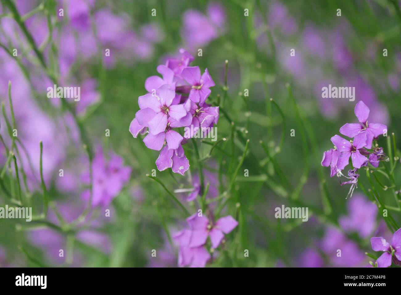 Selective focus shot of blue phlox wildflowers on the Missouri prairie ...