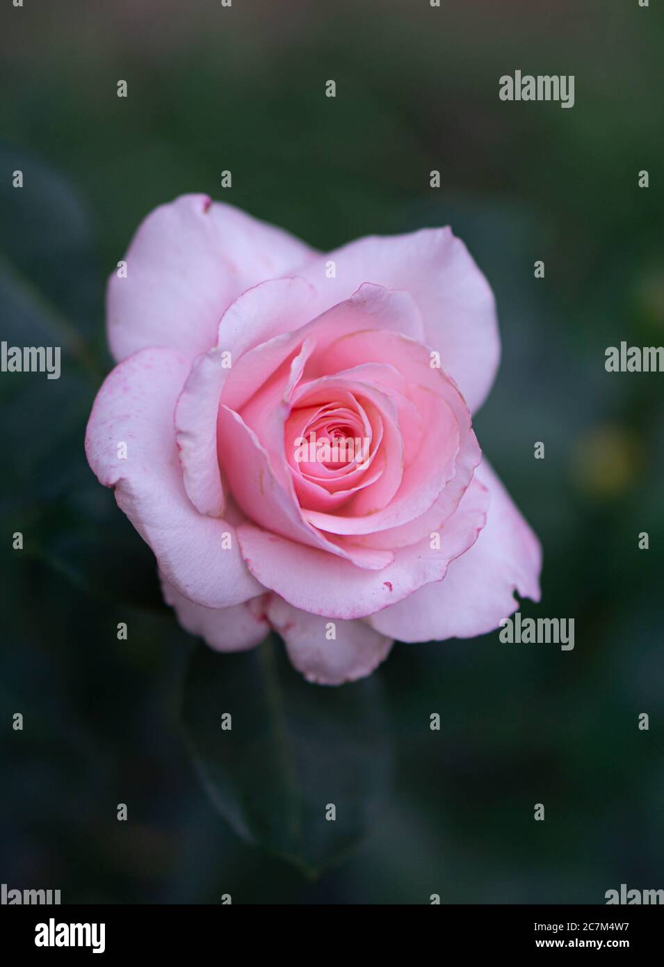 Bulgaria National Flower