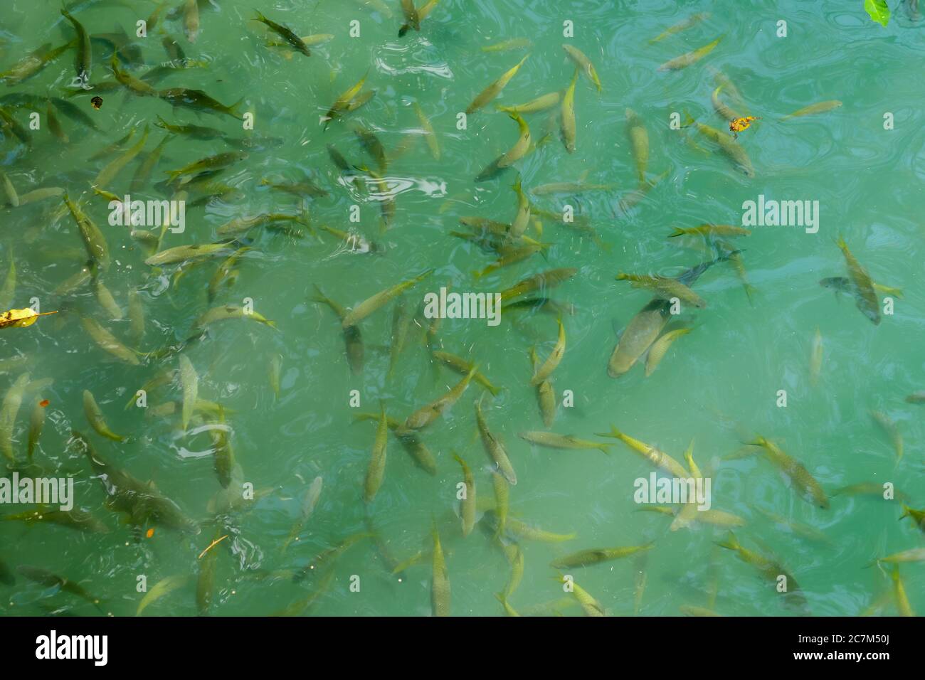 fish in water, beautiful photo digital picture Stock Photo - Alamy