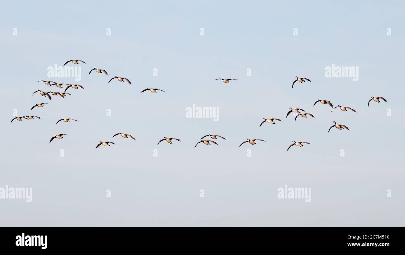 Flock of beautiful migrating birds flying in the sky Stock Photo - Alamy