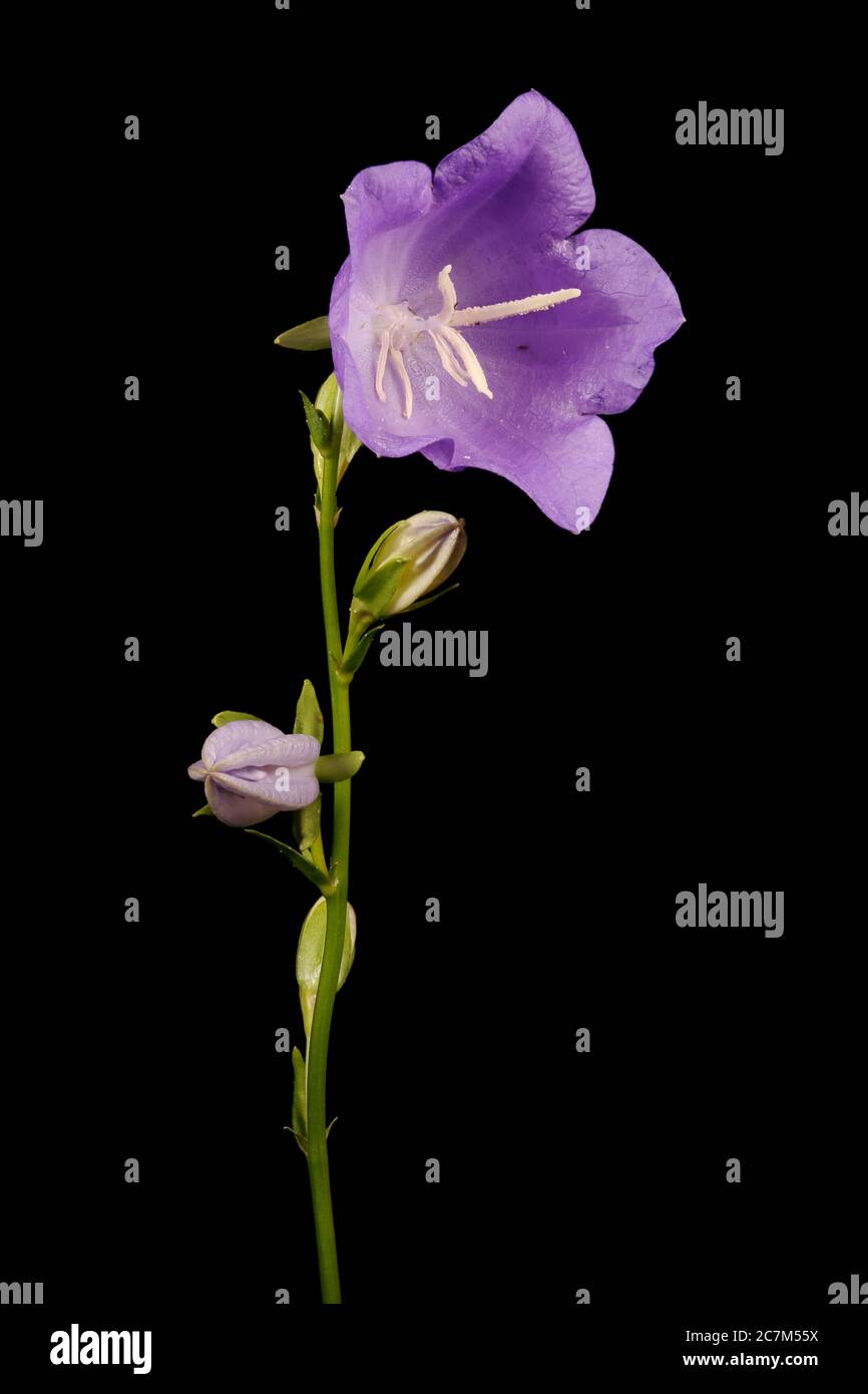 Peach-Leaved Bellflower (Campanula persicifolia). Inflorescence Closeup ...