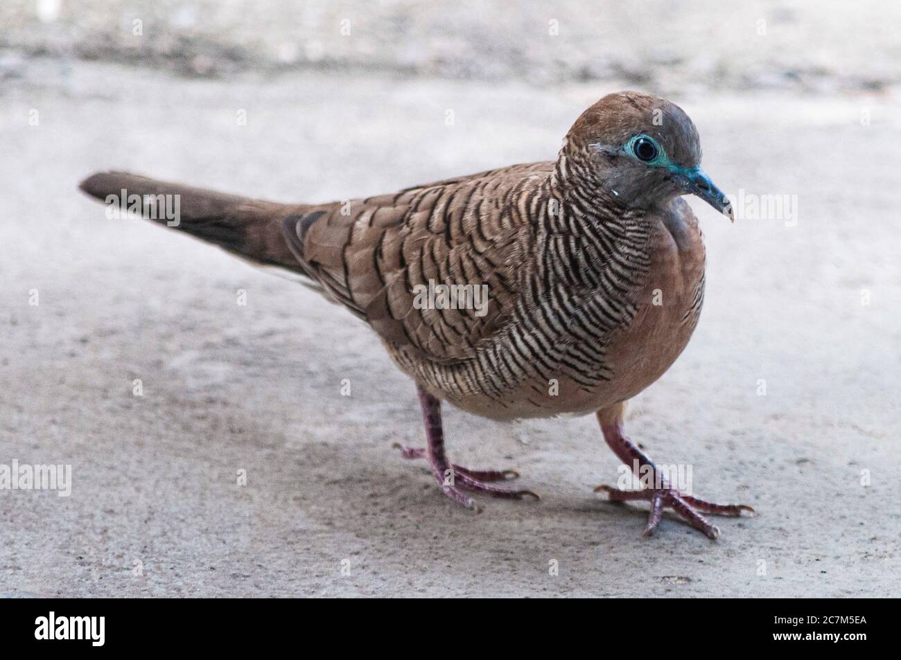 Pigeon on concrete ground hi-res stock photography and images - Alamy