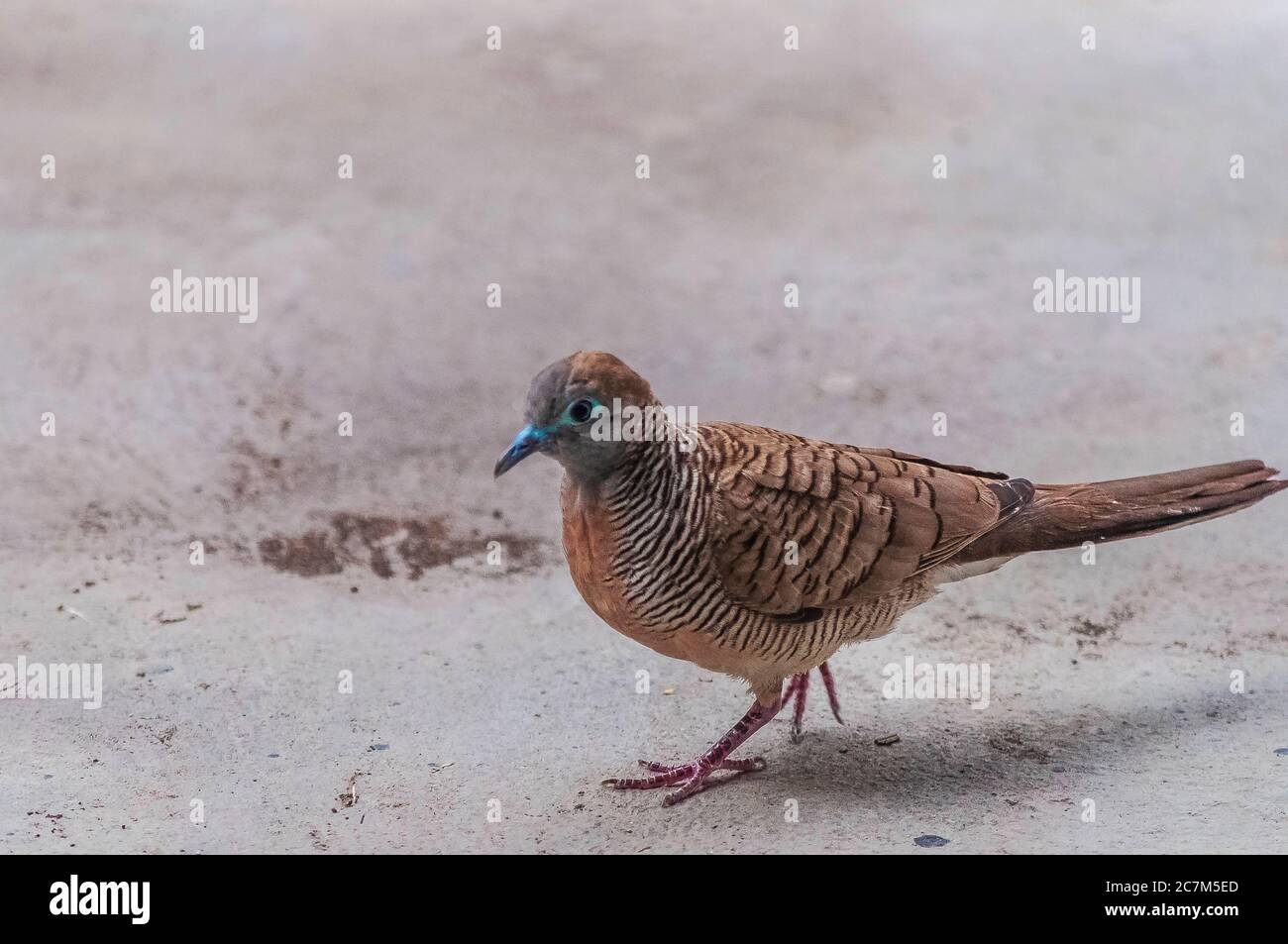 Pigeon on concrete ground hi-res stock photography and images - Alamy