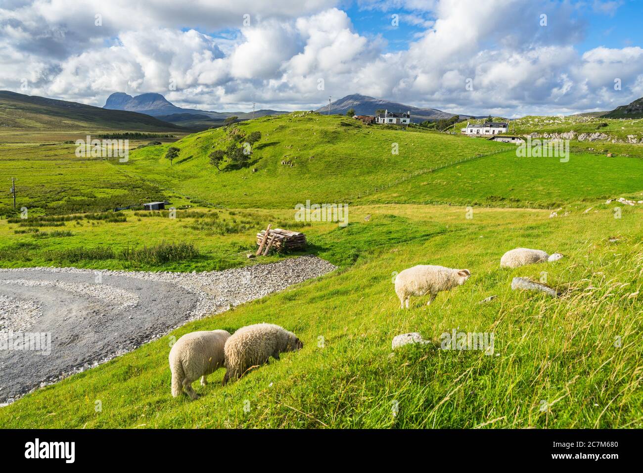 Typical green Scottish landscape with grazing sheep, north west ...