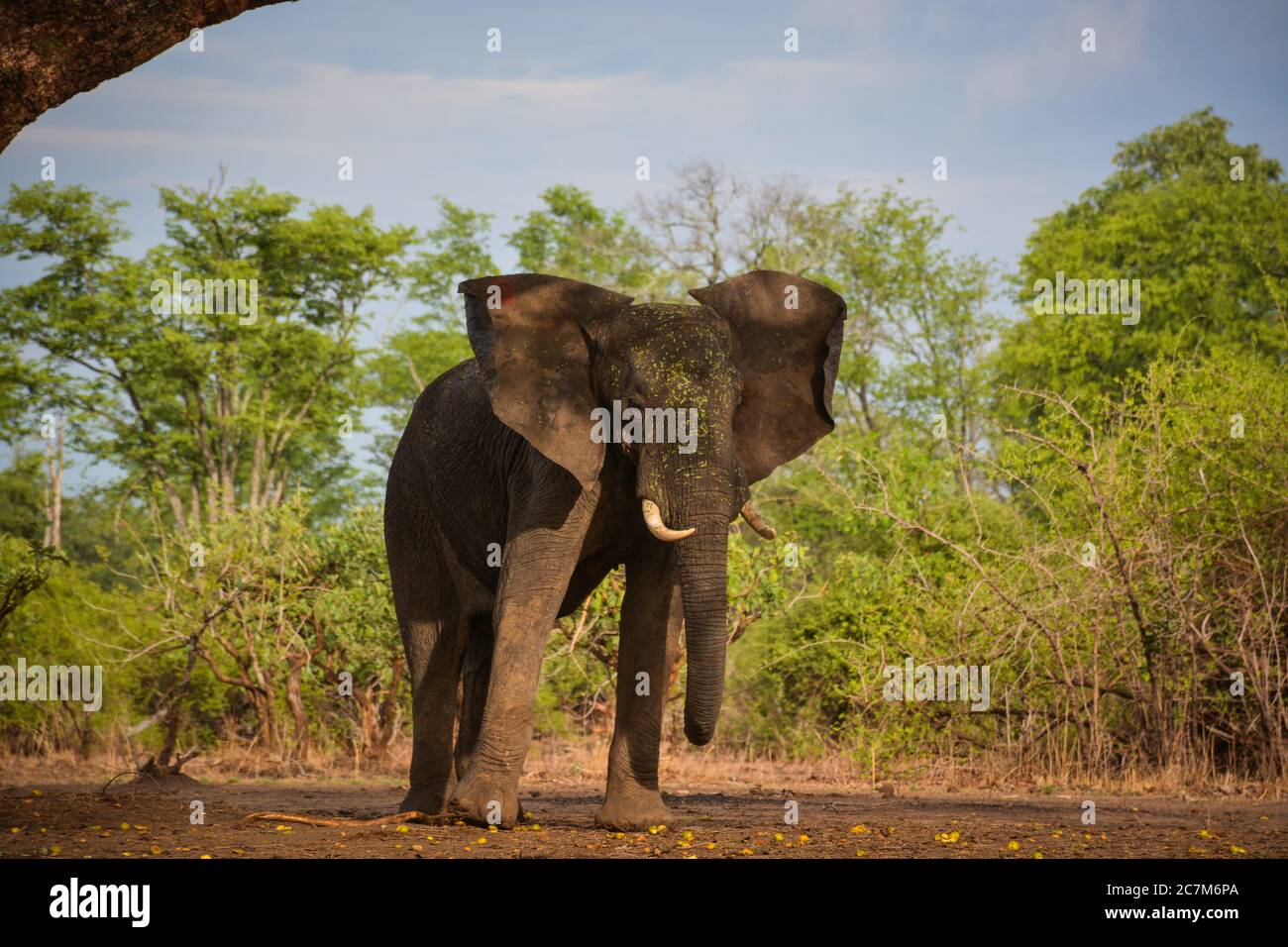 Elephants under tree hi-res stock photography and images - Alamy