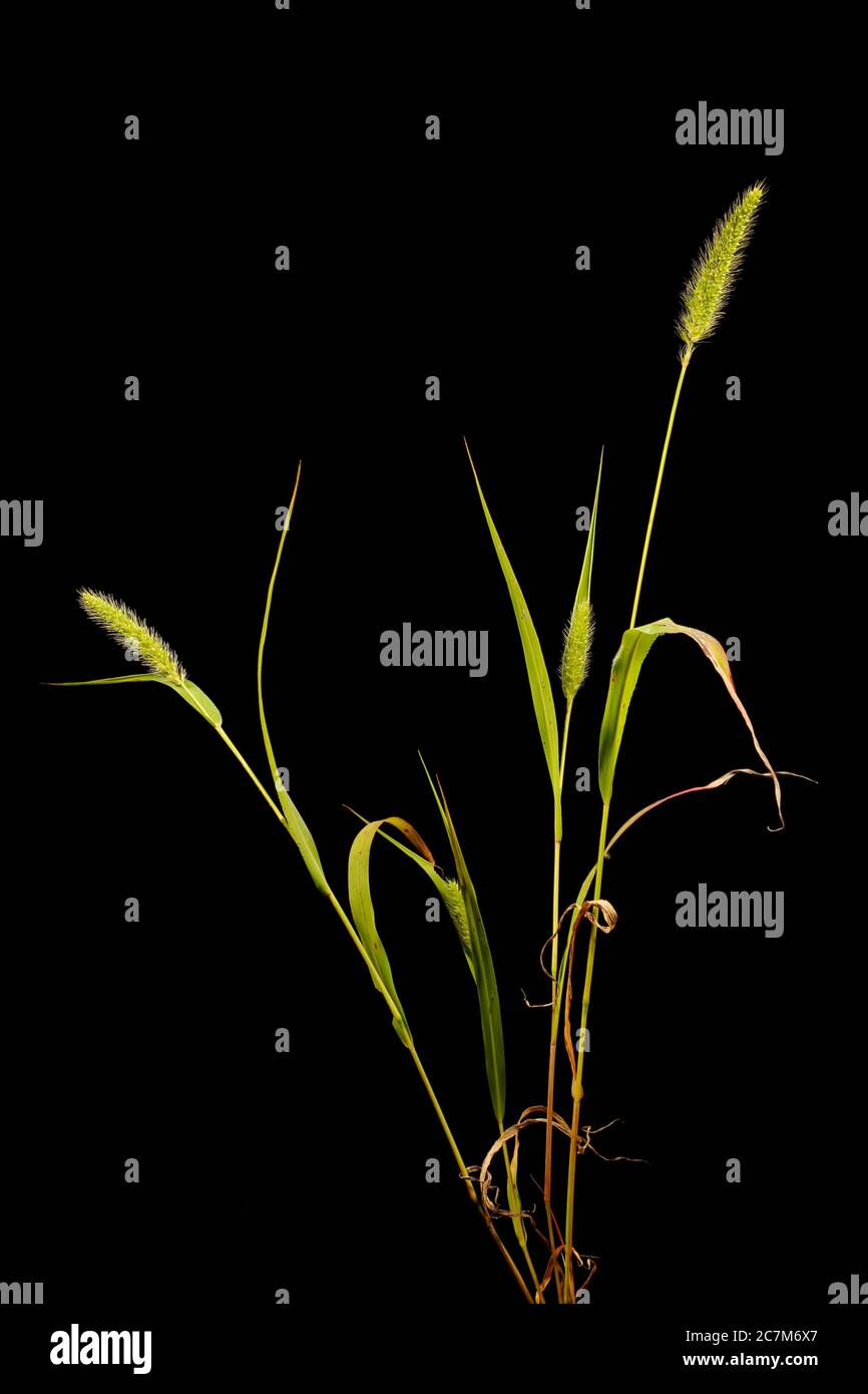 Bristle grass hi-res stock photography and images - Alamy