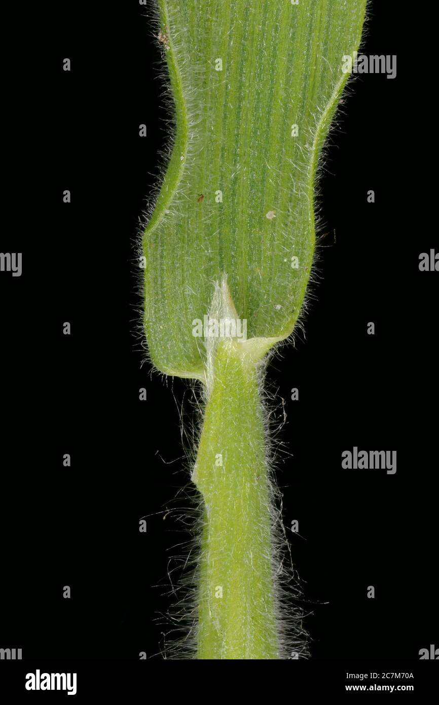 Ligule hi-res stock photography and images - Alamy