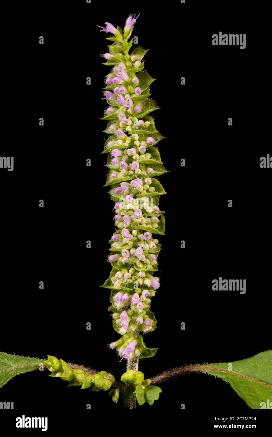 Vietnamese Balm High Resolution Stock Photography and Images - Alamy