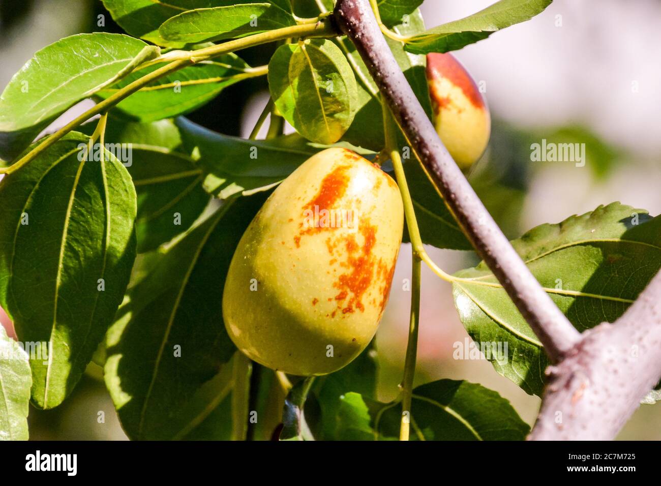 Photo Picture of a Rare Zizyphus jujuba Tropical Fruit Stock Photo - Alamy
