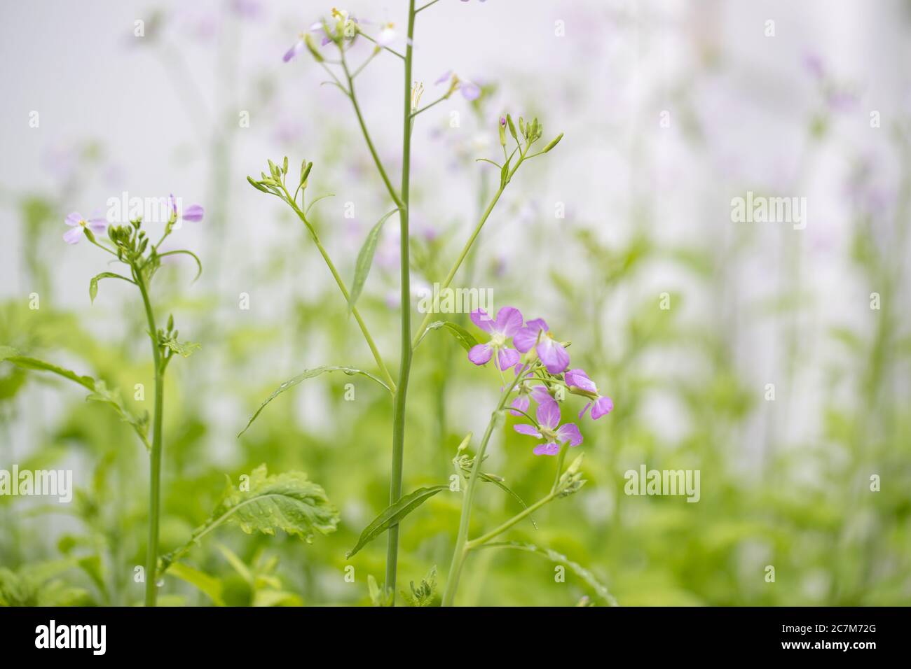 Radish flower hi-res stock photography and images - Alamy