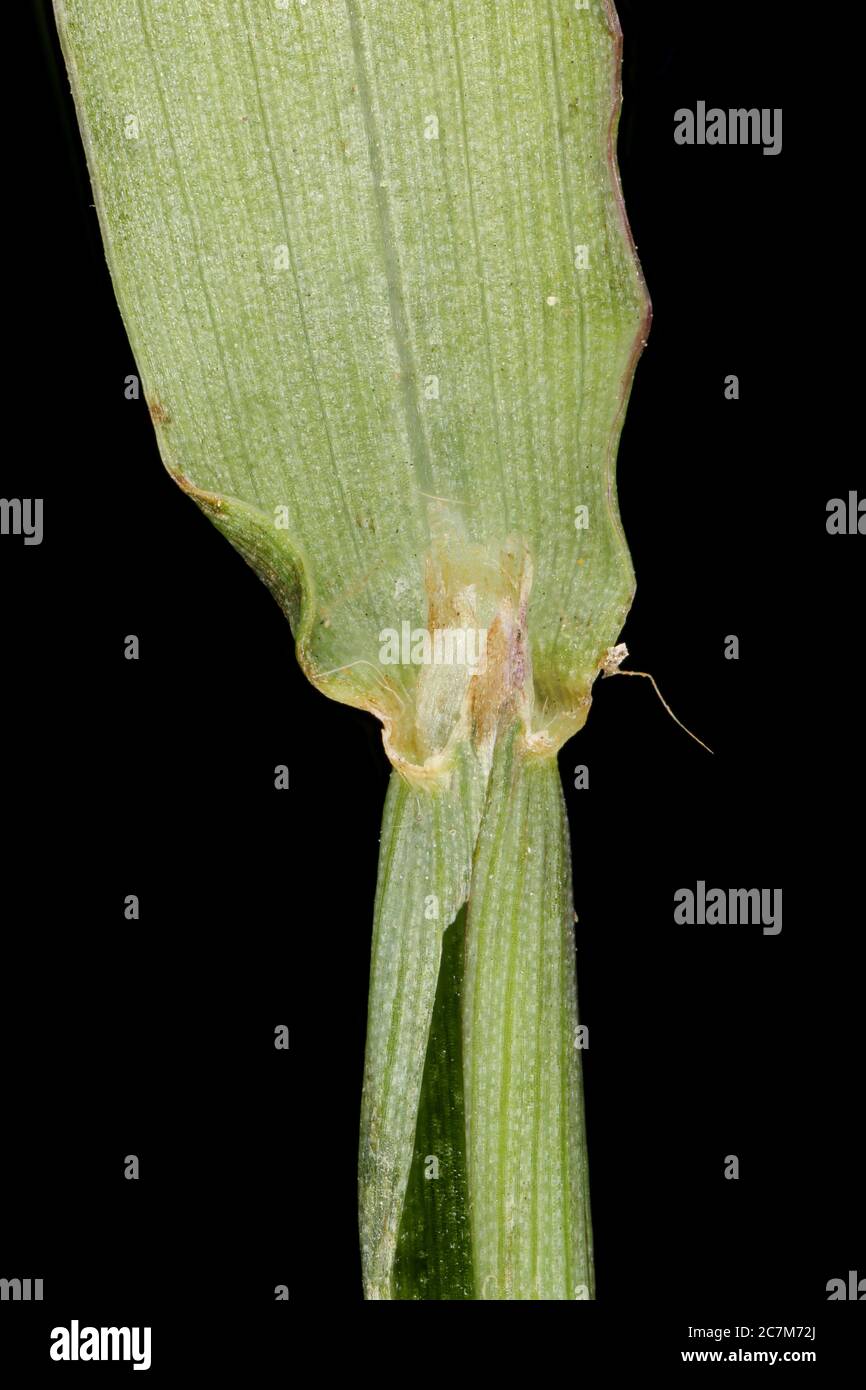 Ligule High Resolution Stock Photography and Images - Alamy