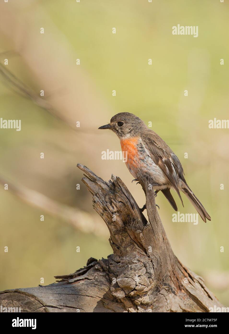 Robin perch hi-res stock photography and images - Alamy