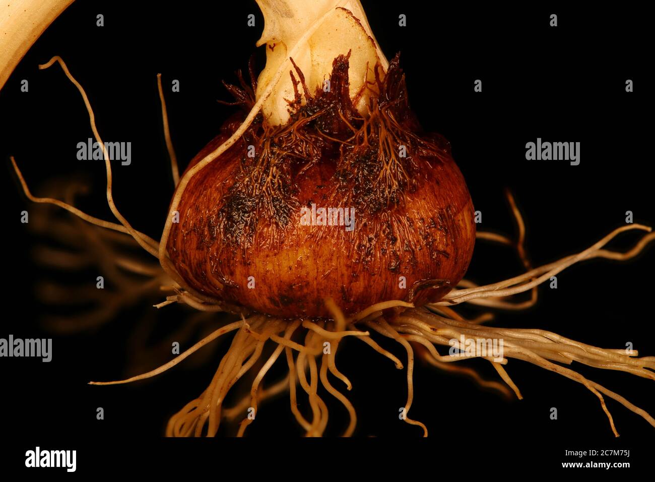Closeup corm hi-res stock photography and images - Alamy