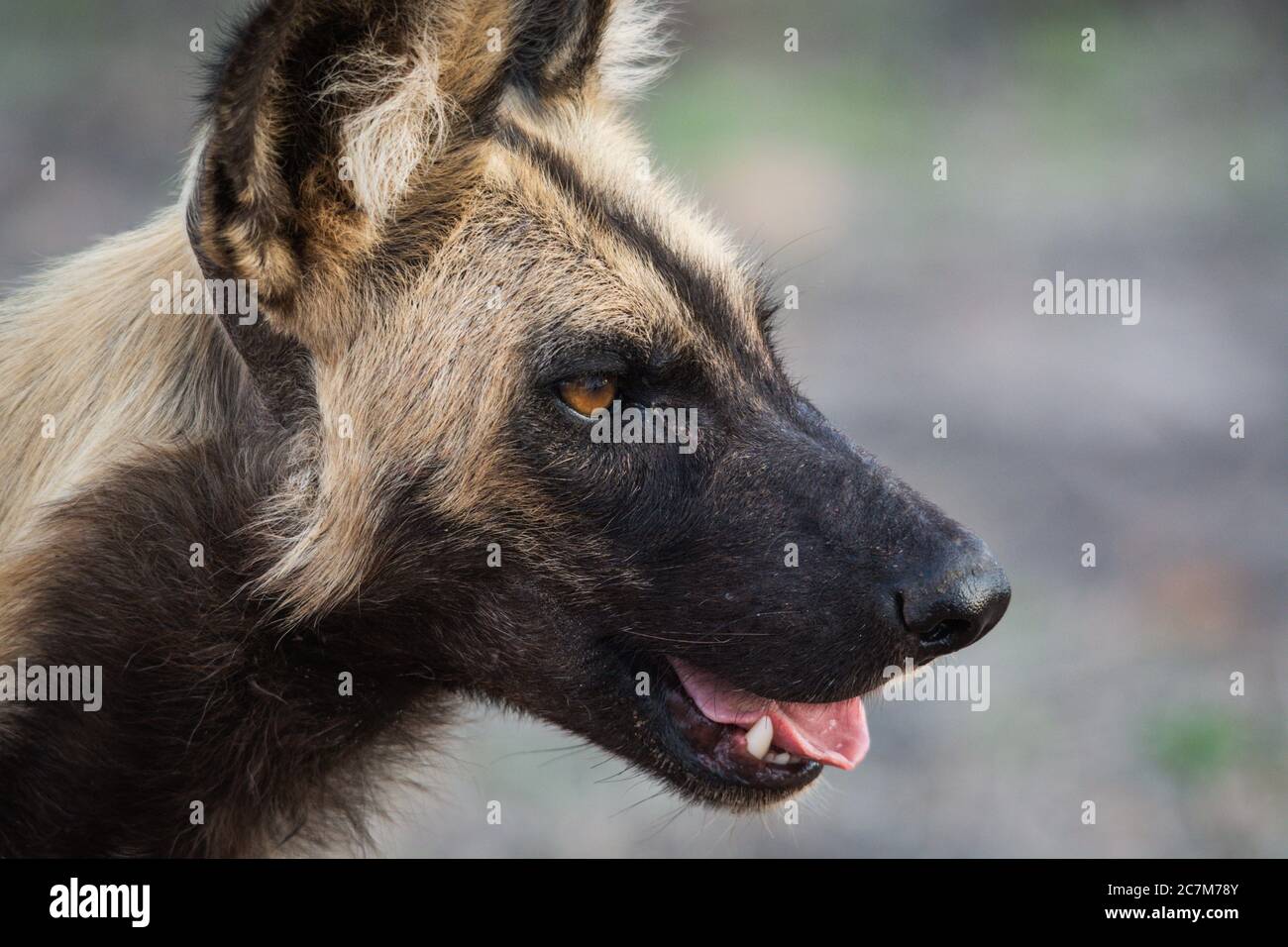 Close up african wild dog face hi-res stock photography and images - Alamy