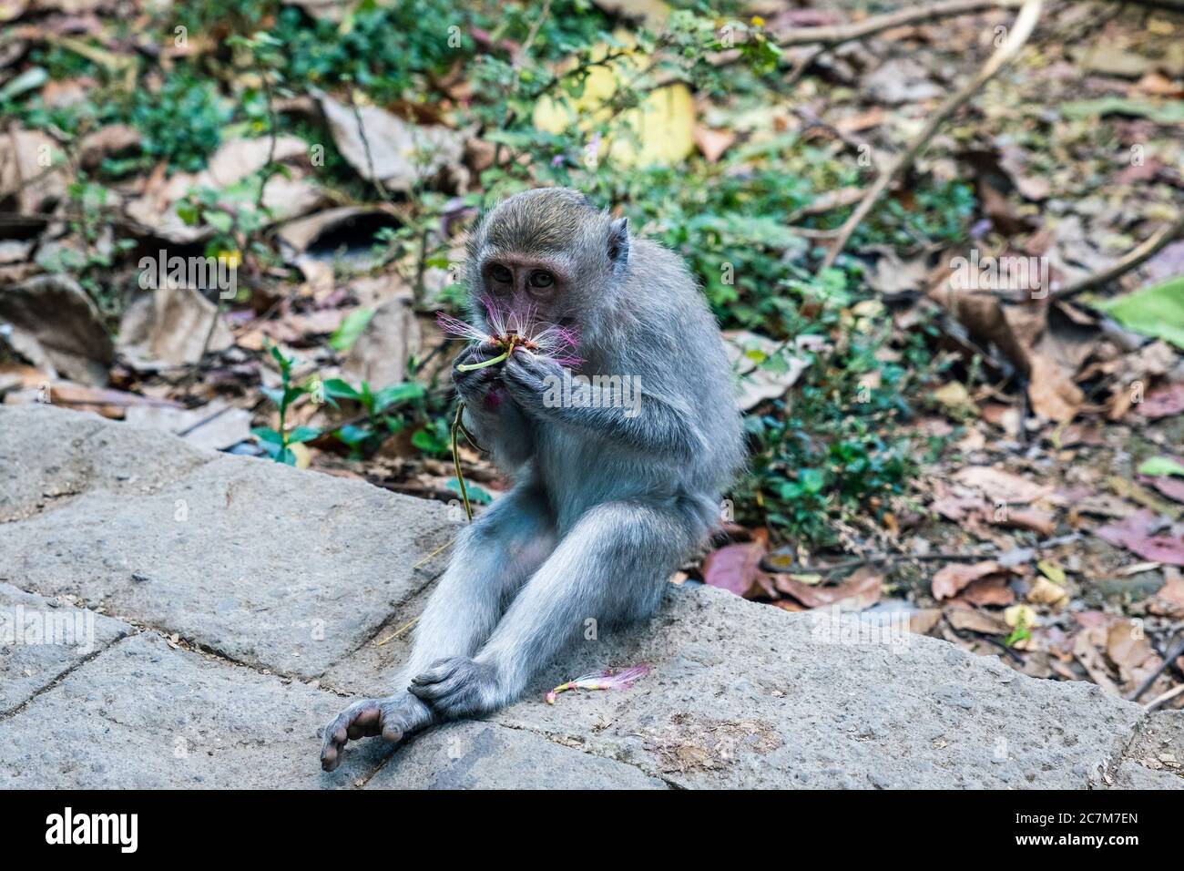 Monkey flower smelling hi-res stock photography and images - Alamy