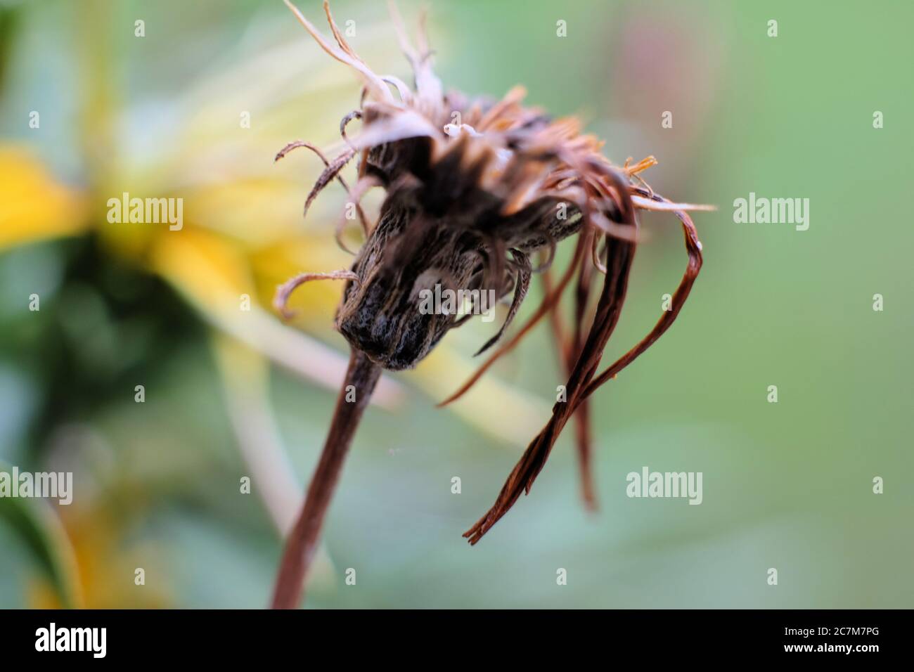 Dead beauty hi-res stock photography and images - Alamy